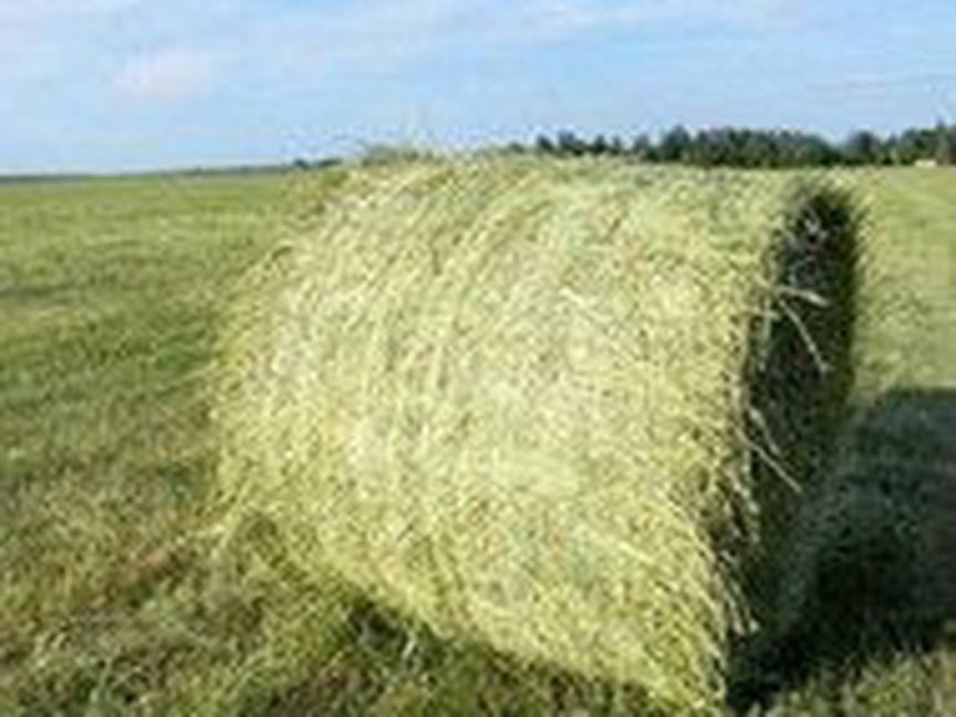 Сено 2023 года