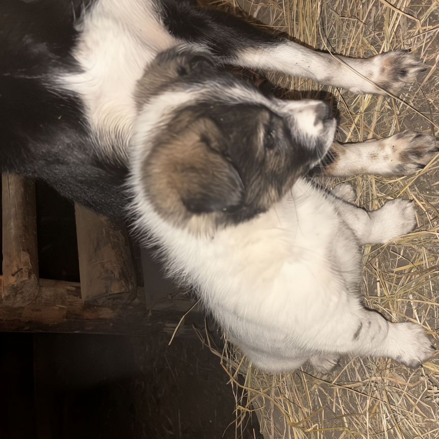 Щенок в добрые руки