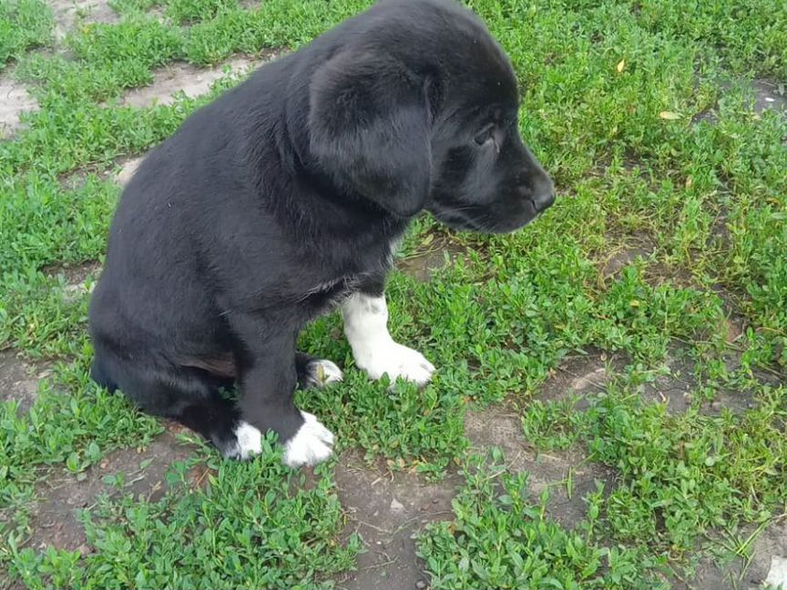 Отдадим милого щенка в добрые руки