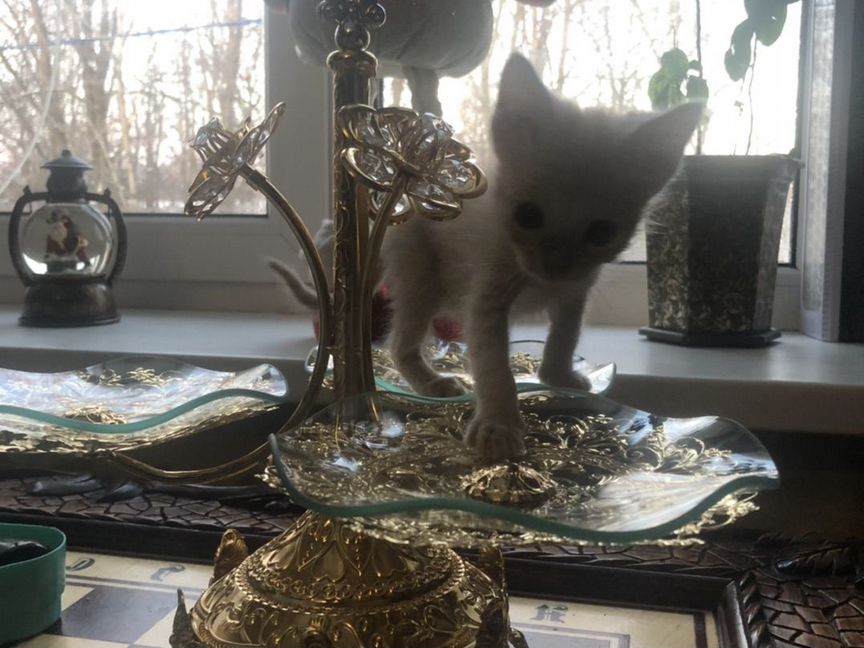 Рыжий котенок