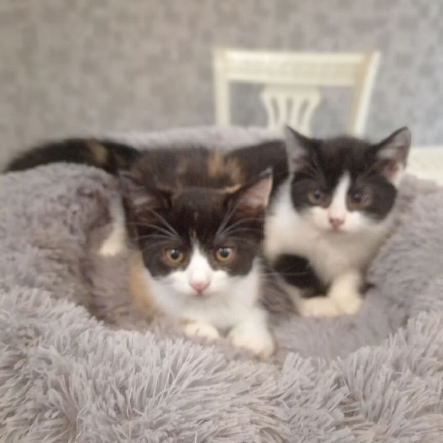 Котята ищут дом (около 2мес.)