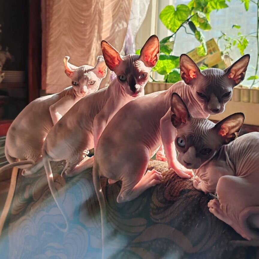 Котята сфинкс эльф