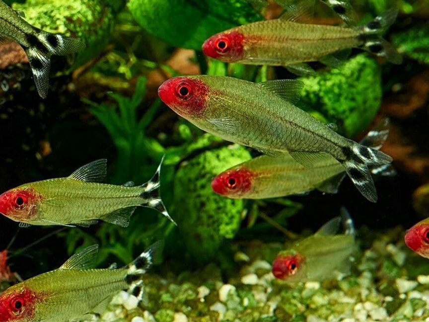 Родостомусы и кординалы