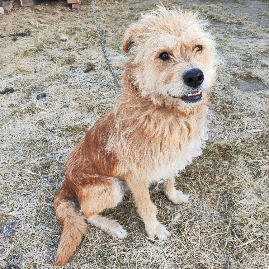 Отдам в добрые руки собаку вместе с будкой