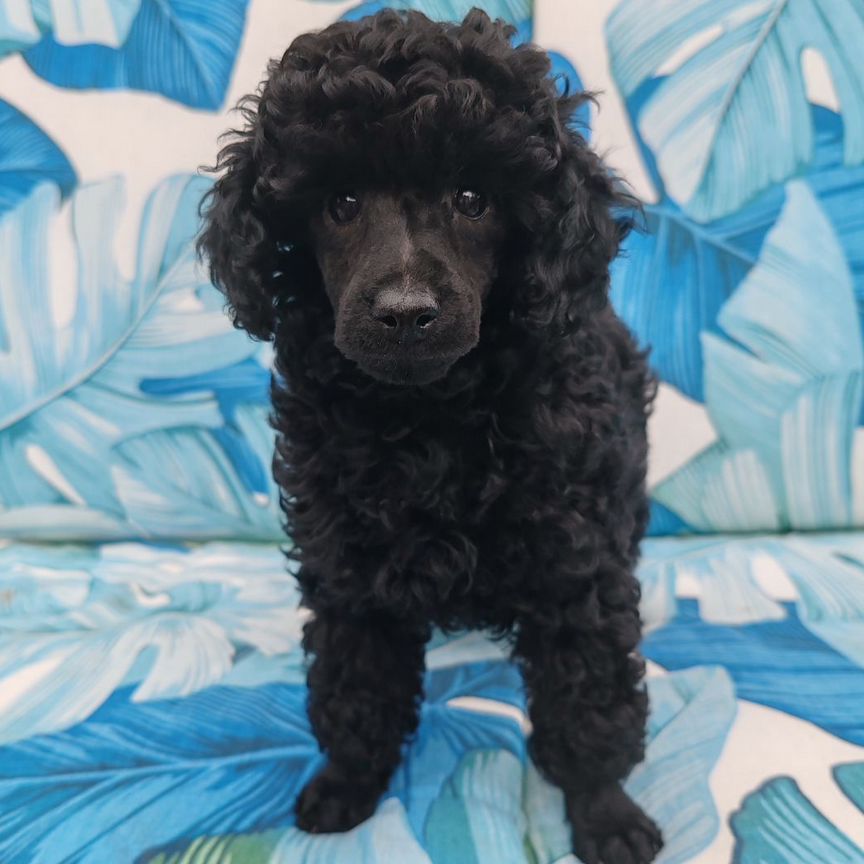 Щенки карликового пуделя