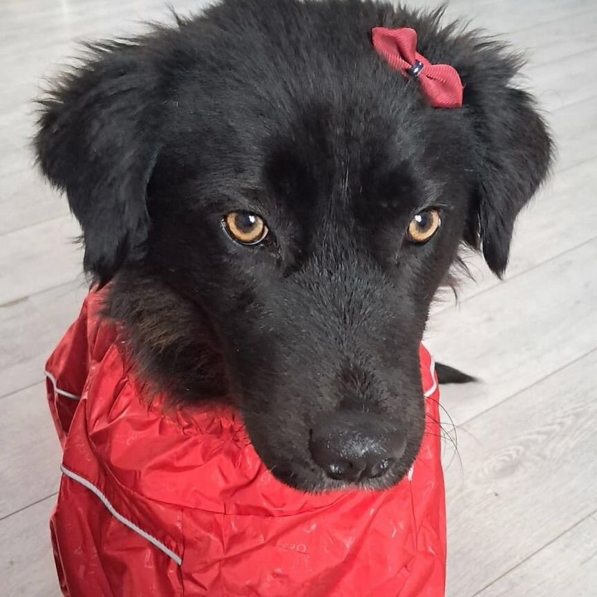 Ищет дом чудесная собака Люся