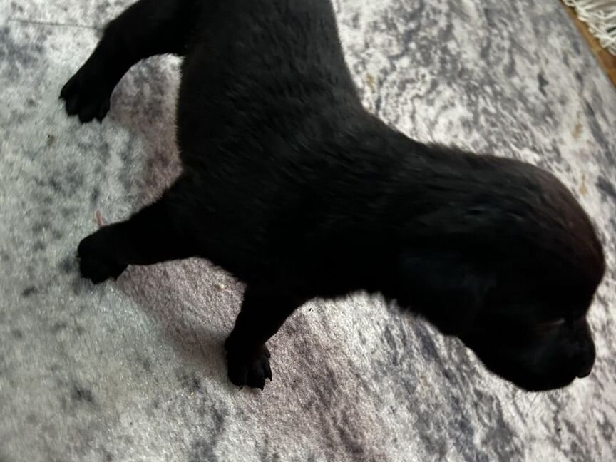 Щенки лабрадора в добрые руки