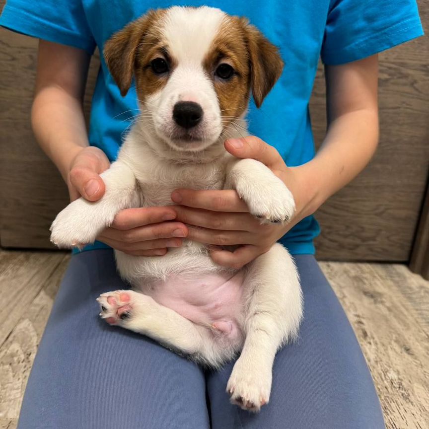 Джек-рассел-терьер, щенок