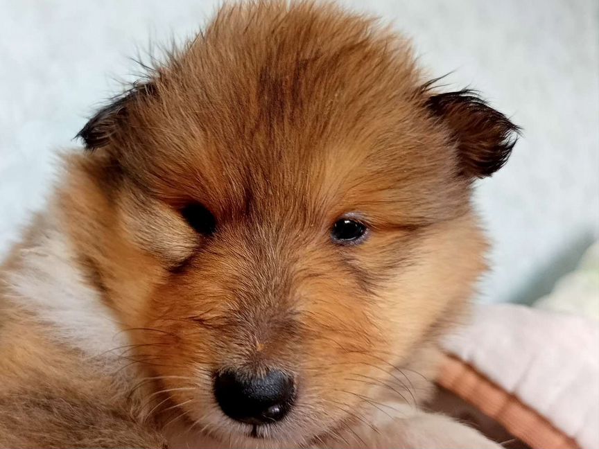 Колли