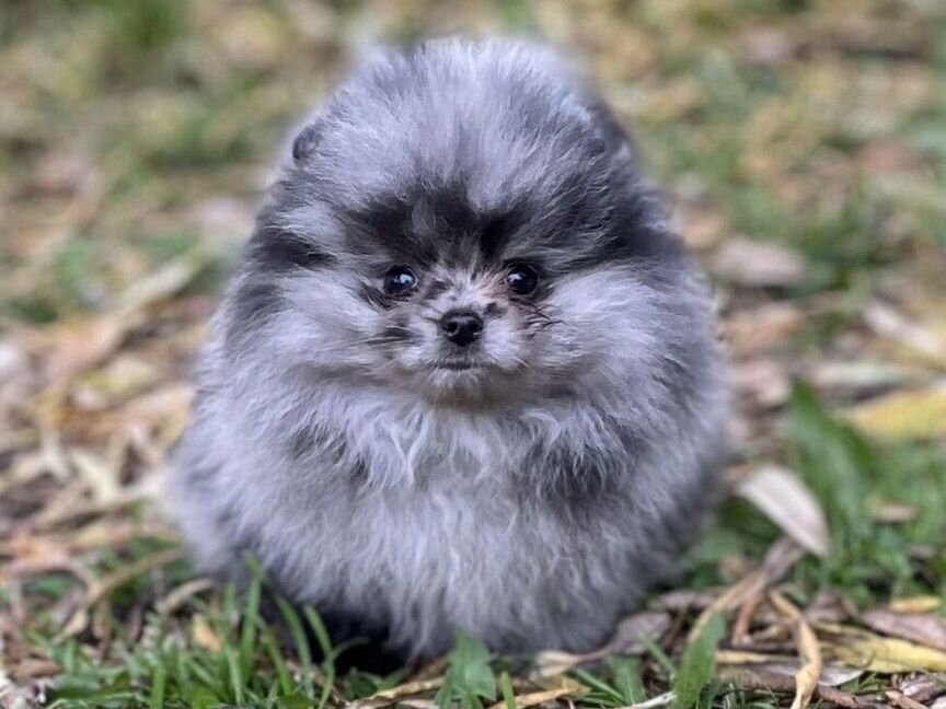 Померанский шпиц. Окрас черный мрамор (мерль )