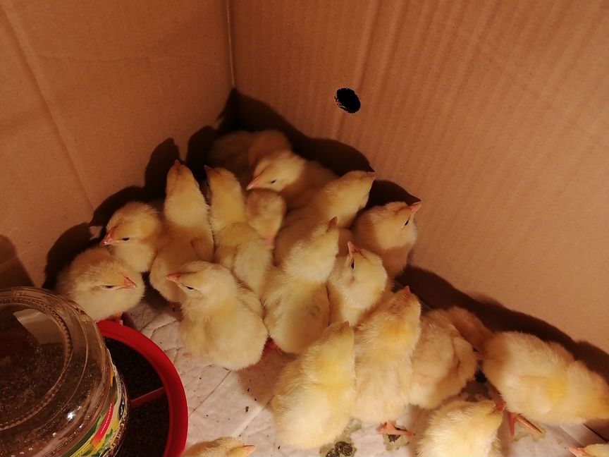 Цыплята петушки