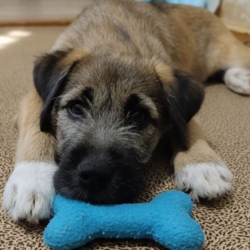 Щенок в добрые руки