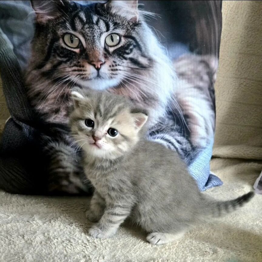 Британский короткошёрстный котёнок