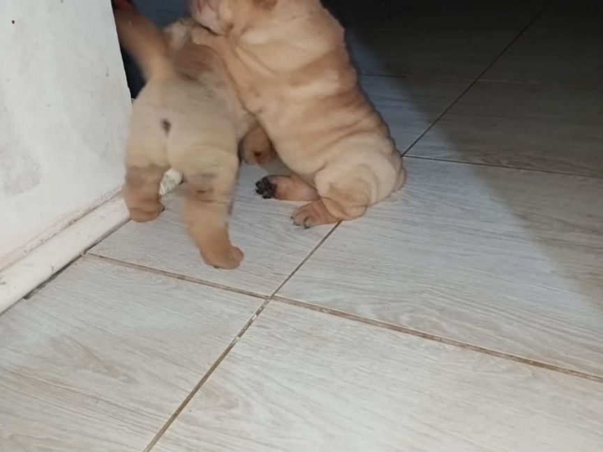 Щенки шарпей