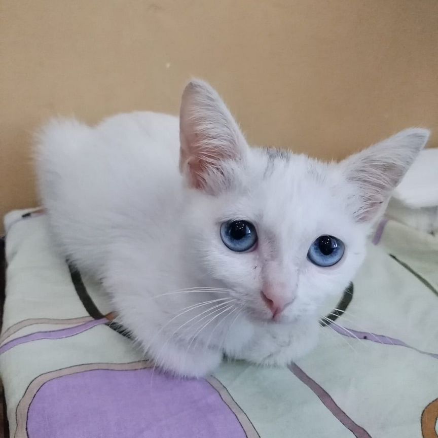 Котенок белая девочка в добрые руки 2 мес