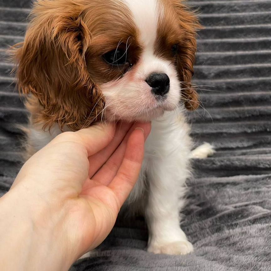 Кавалер кинг чарльз