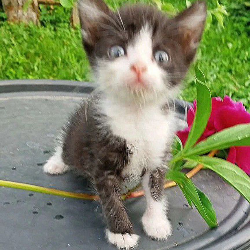 Котёнок в добрые руки