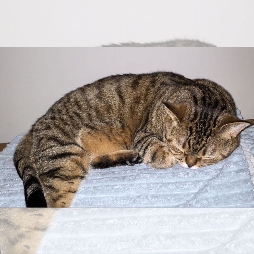 Взрослый кот в добрые руки