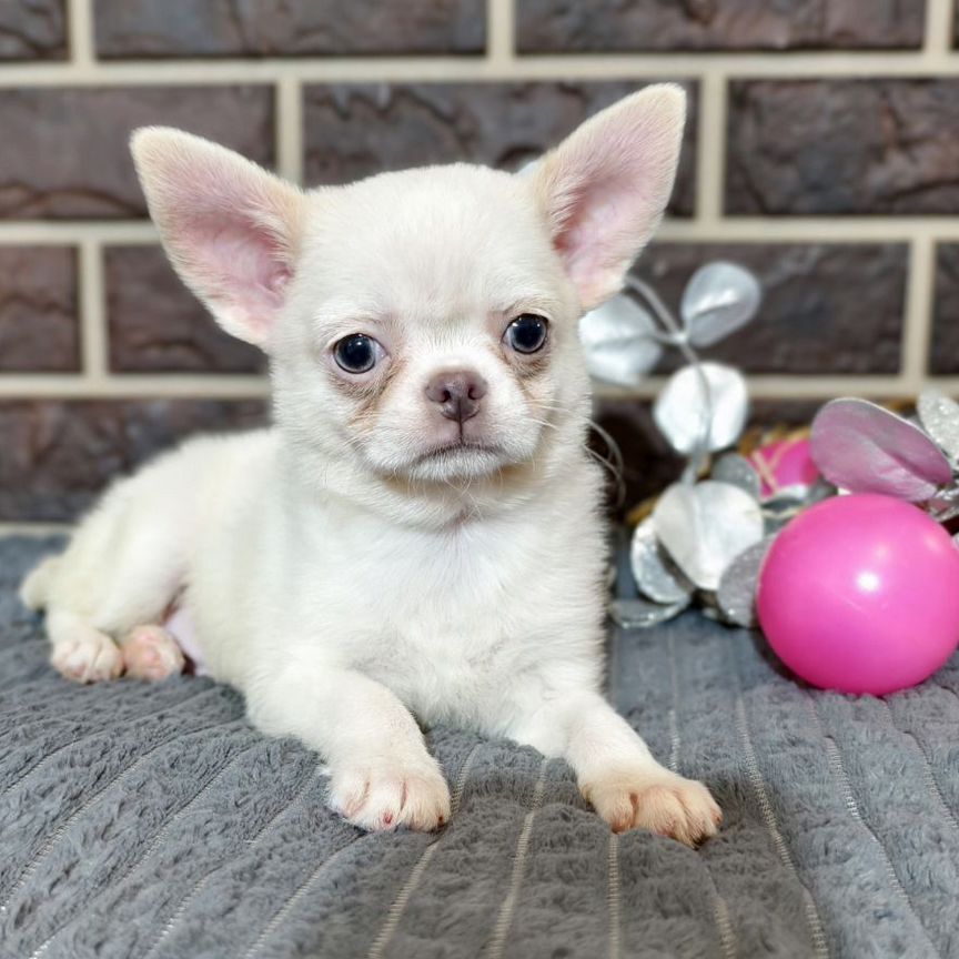 Чихуахуа, щенок