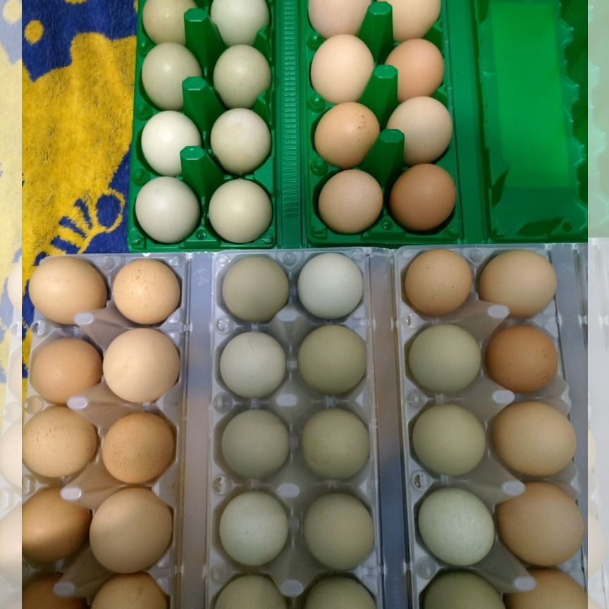 Яйцо на инкубацию