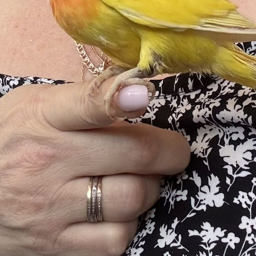 Попугай неразлучник