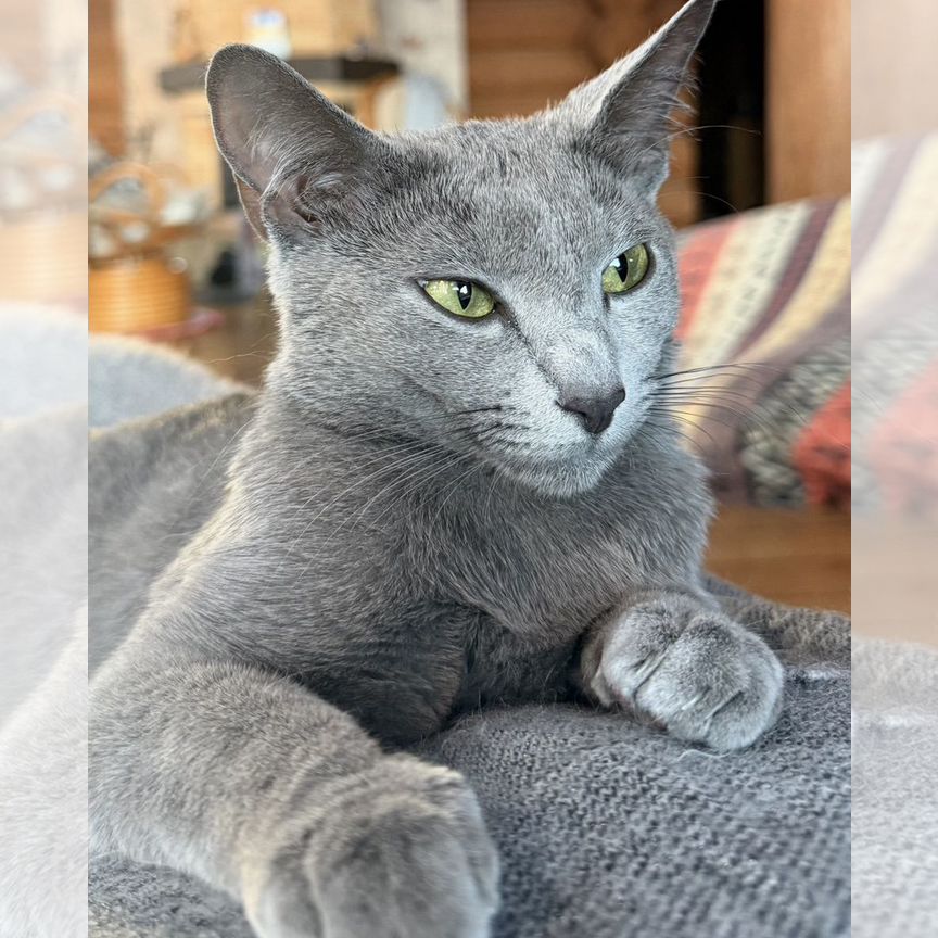 Русский голубой котёнок