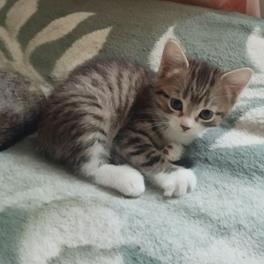 Котёнок от частного владельца