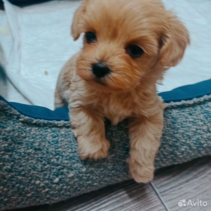 Элитные Мальтипу f1-mini