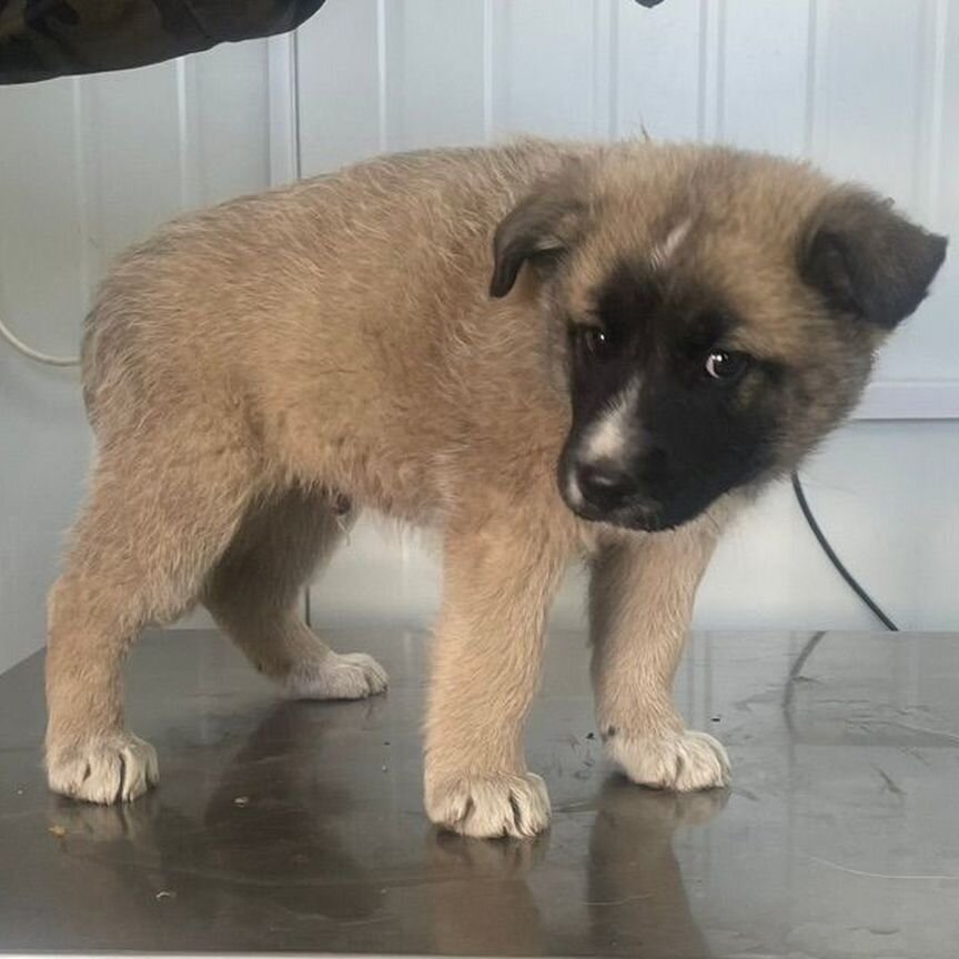 Щенок в добрые руки