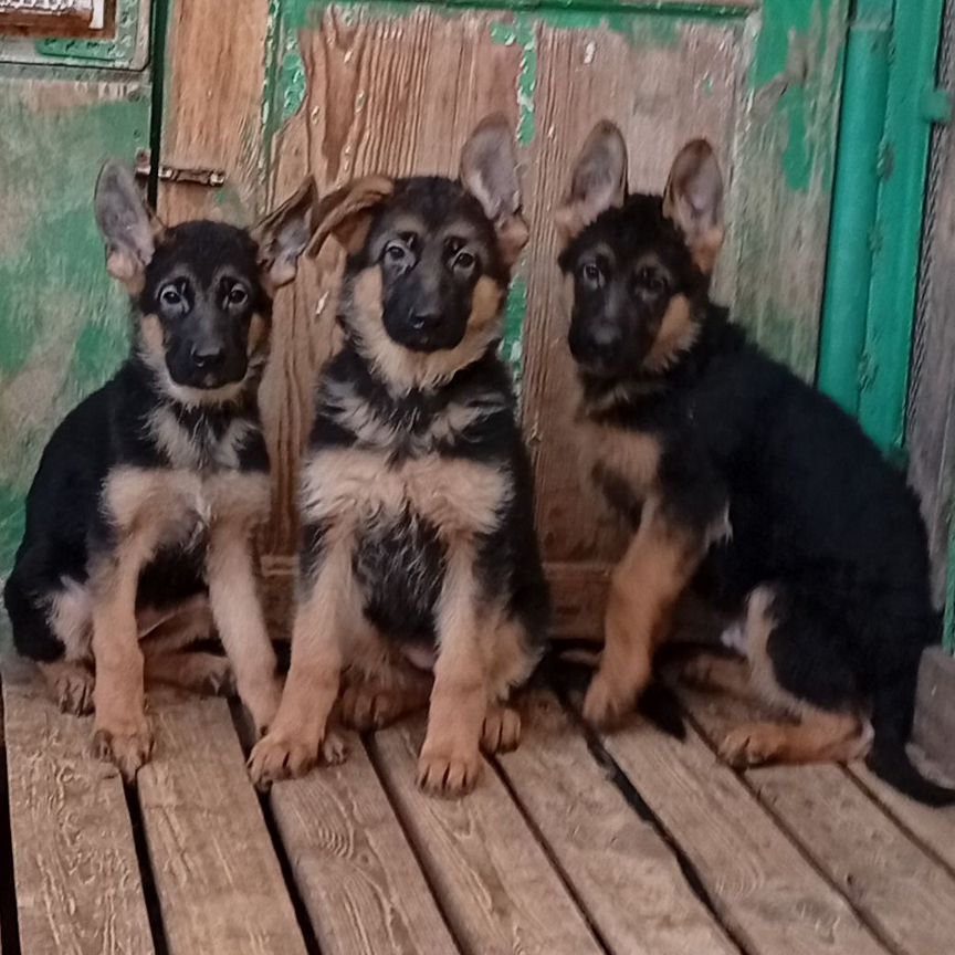 Немецкая овчарка