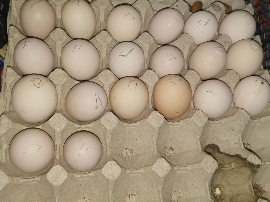 Ия кур виандот