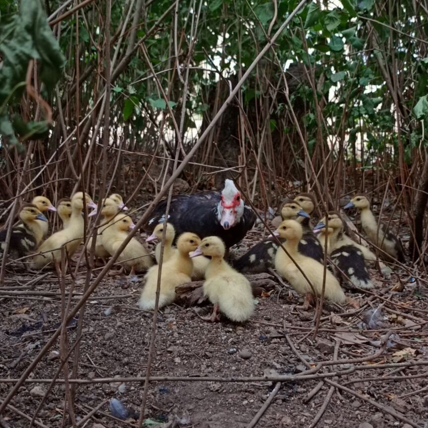 Индаутка с индаутятами