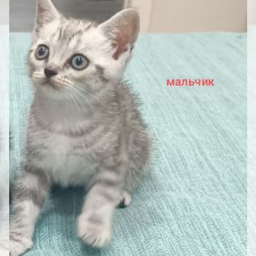 Британские котята