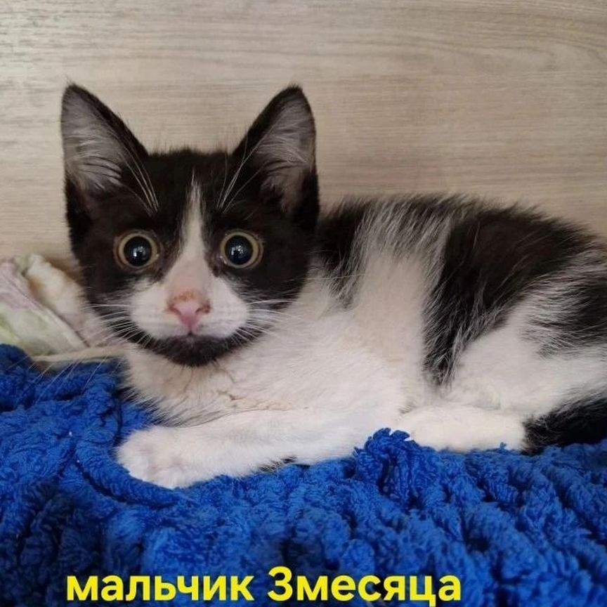 Котёнок в добрые руки