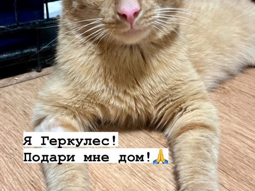 Кот в добрые руки