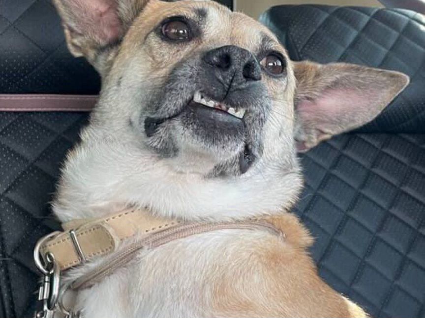 Собака в добрые руки