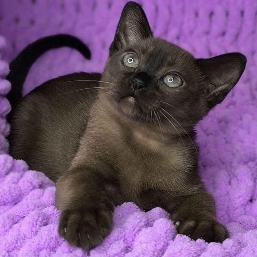 Мальчик соболиного окраса