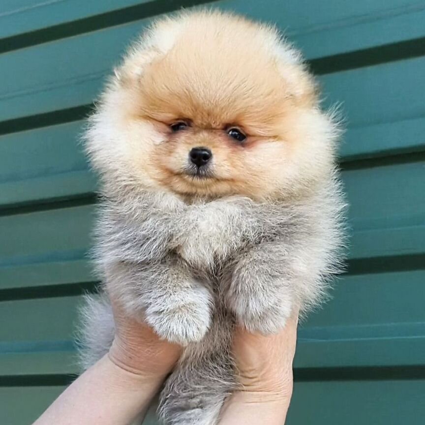 Померанский шпиц, щенок