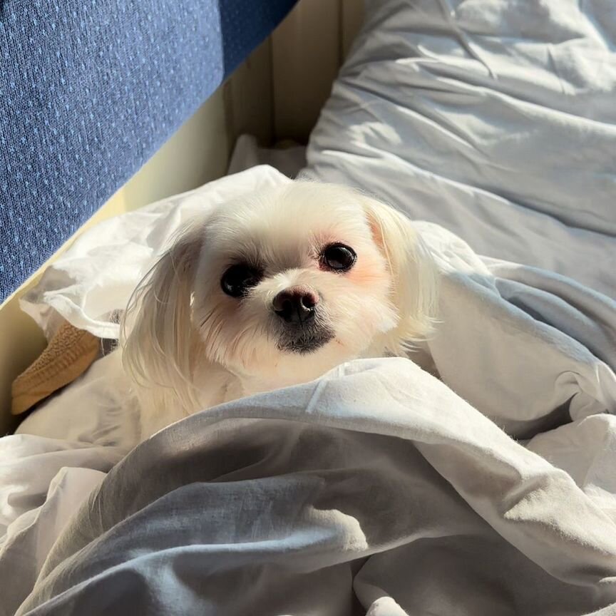 Мальтезе девочка для вязки