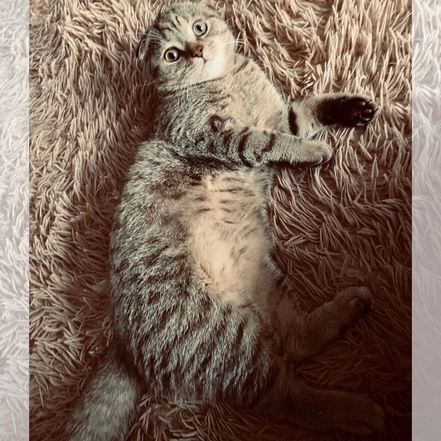 Вислоухий котик на вязку