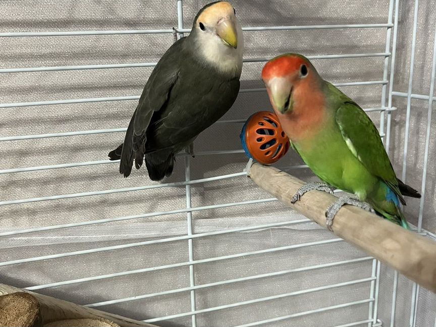 Попугаи неразлучники с клеткой