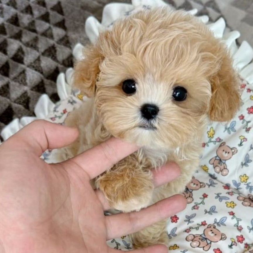 Мальтипу, щенок