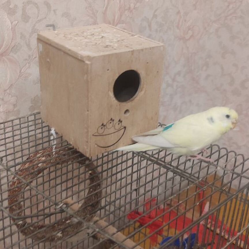 Волнистый попугай с клеткой