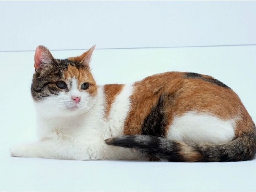 Чудная кошечка