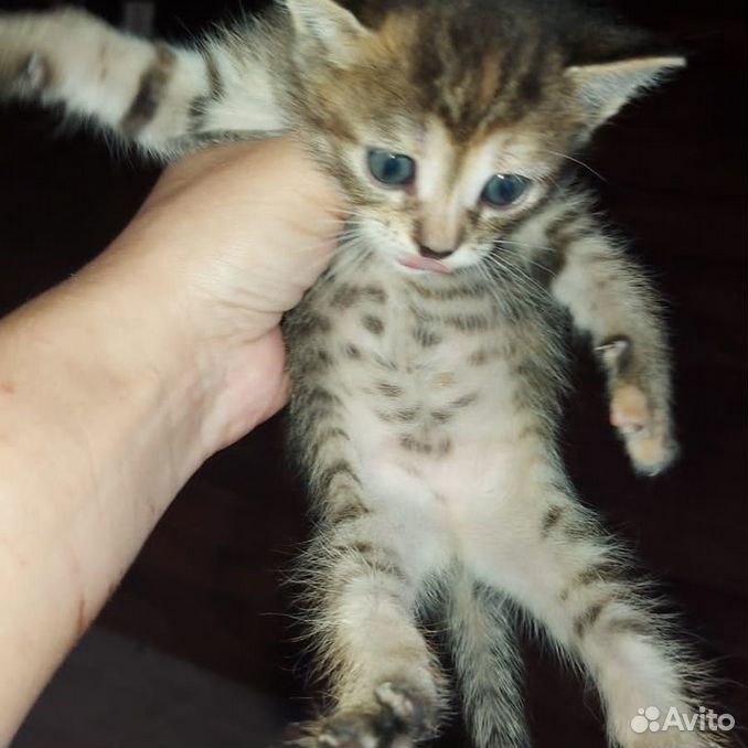 Отдам котят 1 мес