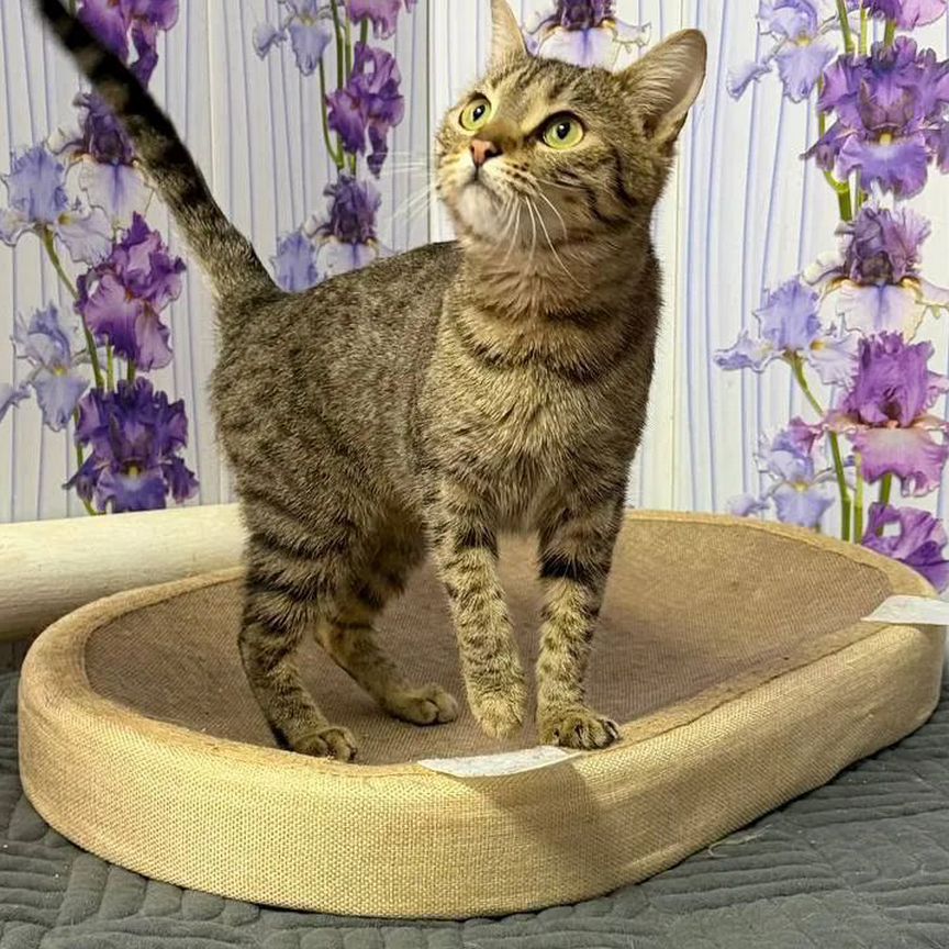 Взрослая, кошка в добрые руки