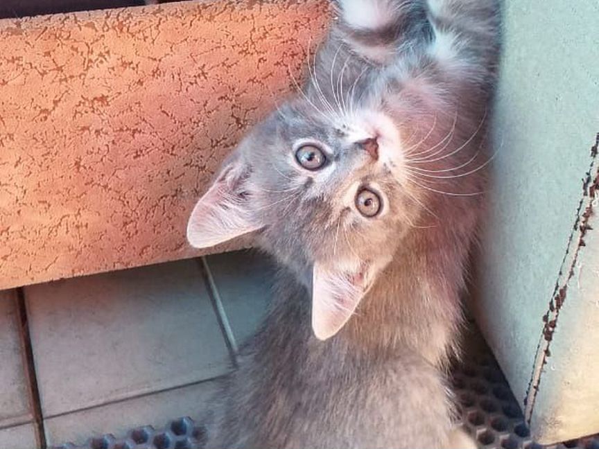 Кошка Брошка