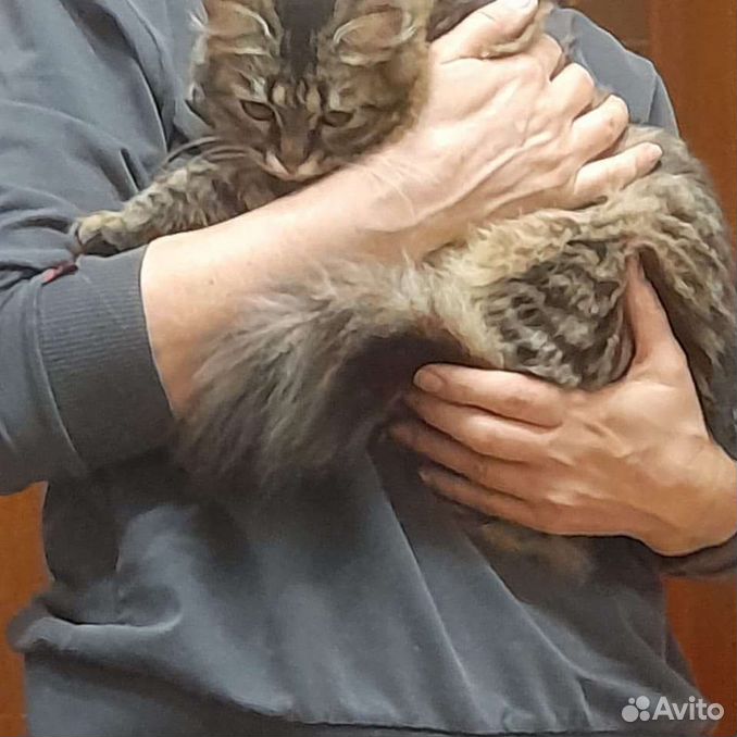 Сибирская кошка бесплатно