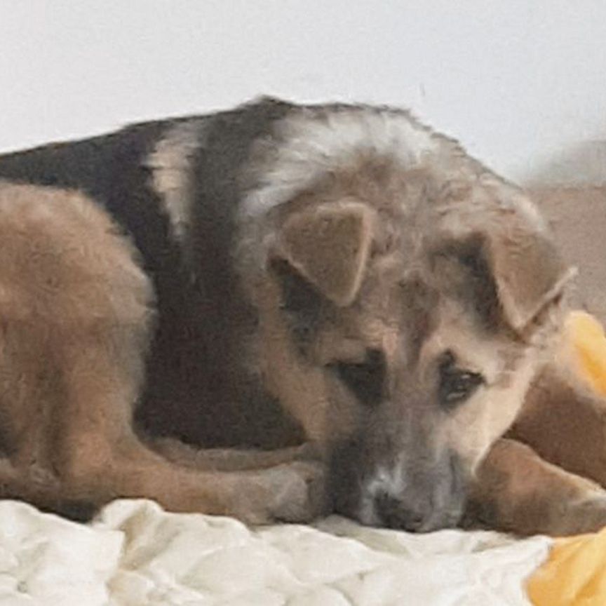 Щенок в добрые руки бесплатно