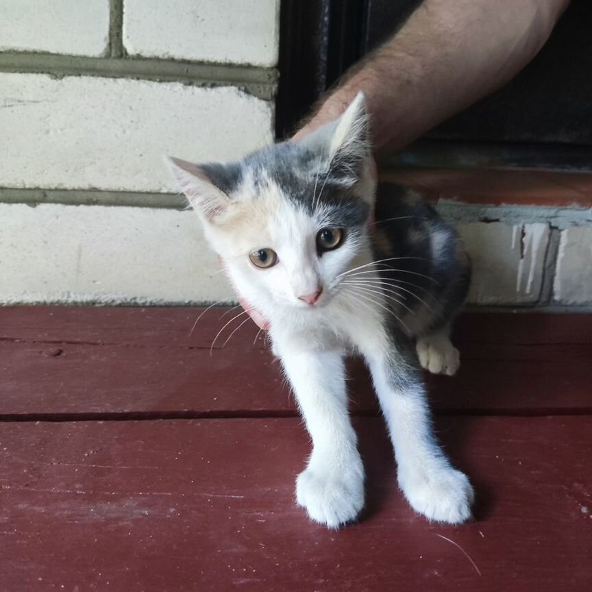 Молодые коты и кошки